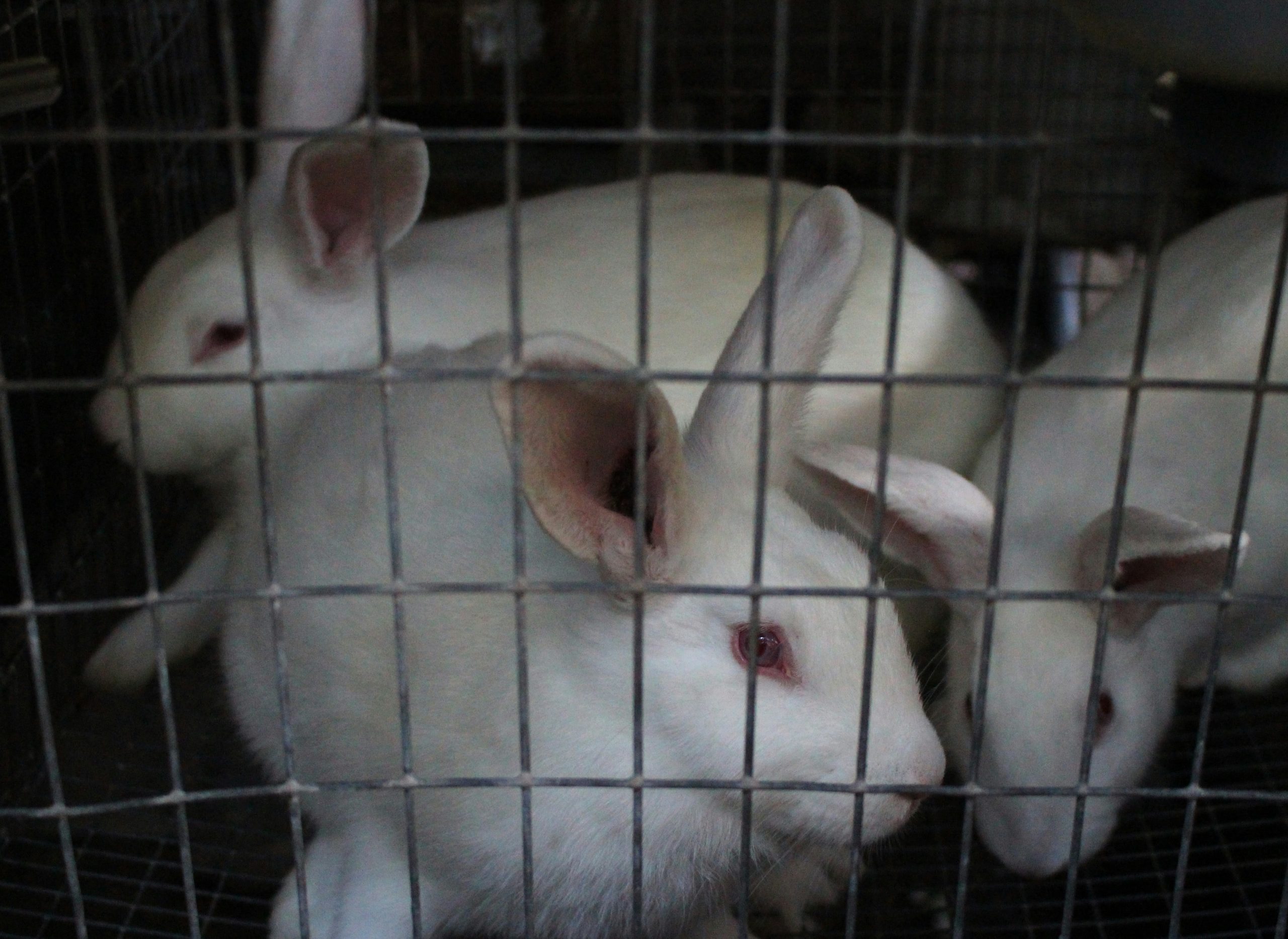 Baguio encourages rabbit-raising as alternative to hog-raising - North ...